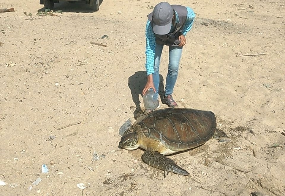 Turistas ayudan a recuperar tortuga verde en el Cabo de la Vela ...