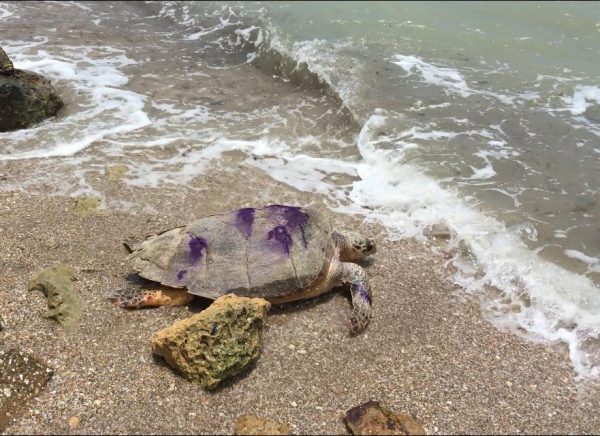 TORTUGA CAREY DE REGRESO A CASA | Corpoguajira Corporación Autónoma ...